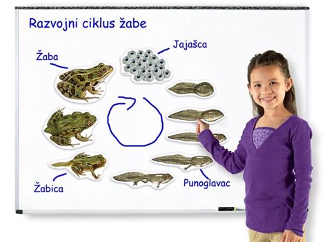 Razvojni Ciklus Žabe Magnetni
