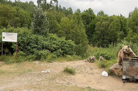 Ayıların Doğal Yaşamları Tehlikede Genel Erzurum Pusula Gazetesi Son Dakika Erzurum