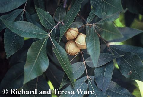 Carya Myristiciformis