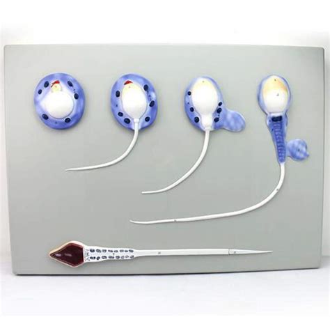 Jl Human Reproductive System Spermatogenesis Process Model Shows The