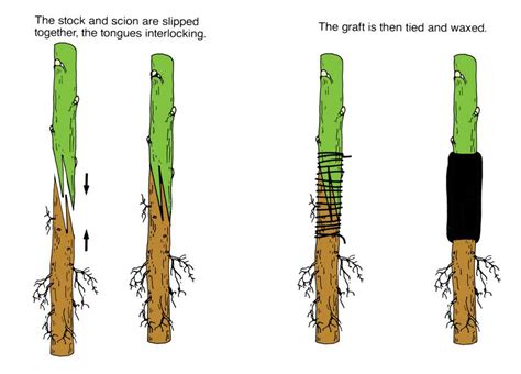 Propagation And Nursery Management For Fruit Crop Unit Iii Budding