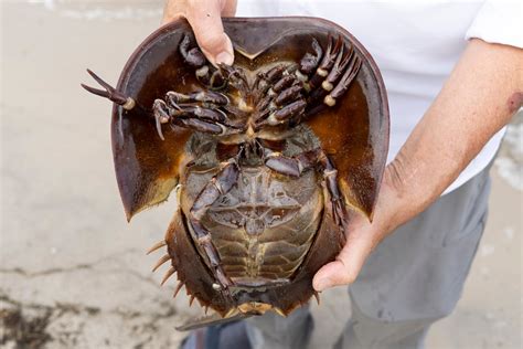 Blue Blood From Horseshoe Crabs Is Valuable For Medicine But A