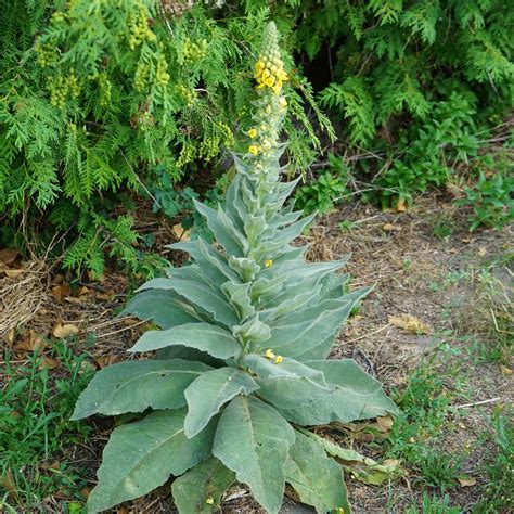 Common Mullein Flannel Plant Verbascum Thapsus Mygardenlife