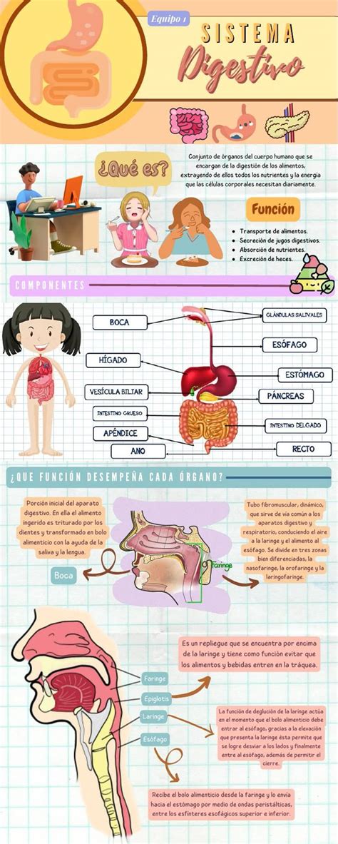 Anatomía Y Fisiología Del Sistema Digestivo Udocz Sistema Digestivo