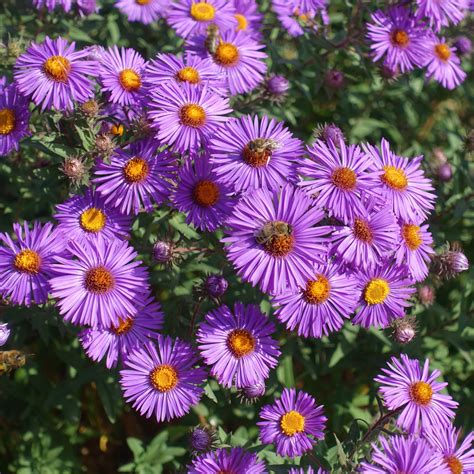 Les Semences Marie Victorin Aster Novae Angliae Aster De La Nouvelle