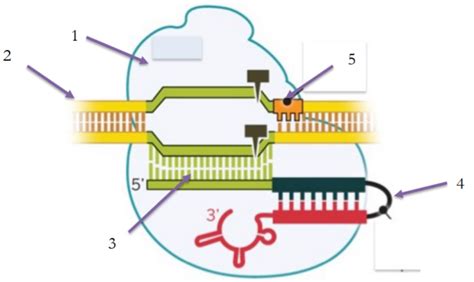 Crispr Diagram Diagram Quizlet