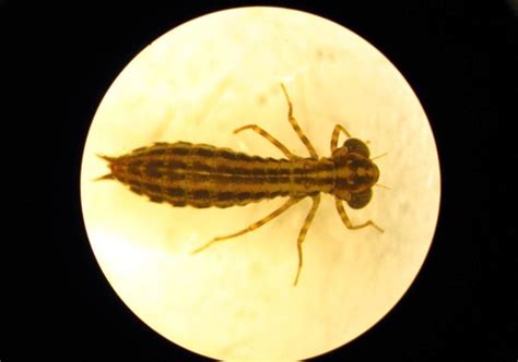 Science Of The Seasons Pretty Interesting — Sedge Darner Dragonflies