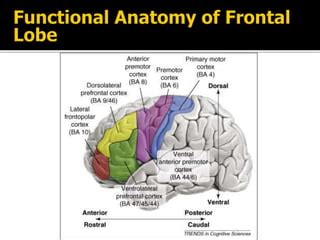 Functional Anatomy Of Frontal Lobe Pptx