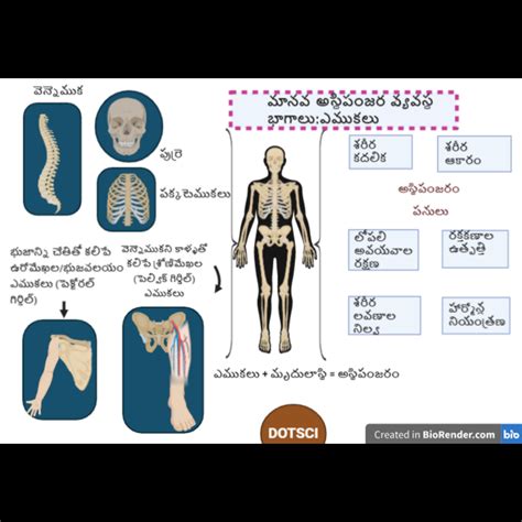 మానవ అస్థిపంజరం భాగాలు ఎముకలు రకాలు Dotsci Human Skeleton