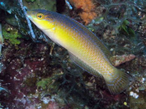 Yellowhead Wrasse Halichoeres Garnoti Grand Cayman Photo 10