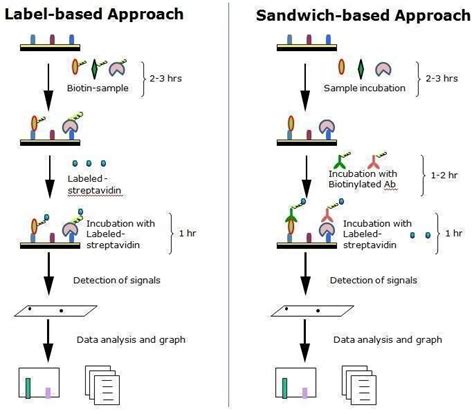 Glycan Array 300 Raybiotech
