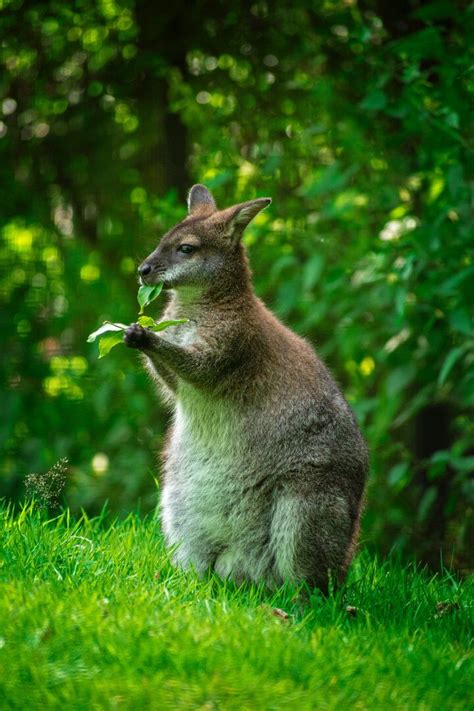 Healesville Sanctuary Melbourne Australia Citydays