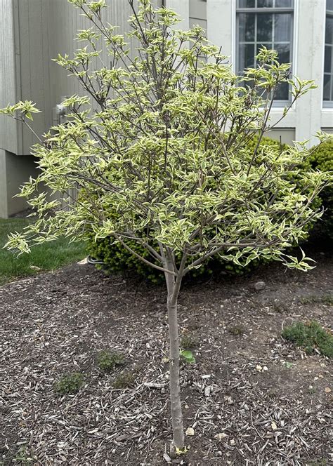 What Type Of Tree Is This Tia Rtreesgrowingup