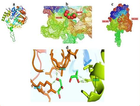 Phac Of Ralstonia Eutropha Pdb Id 5hz2 Analyzed Through Pymol A 3d Download Scientific