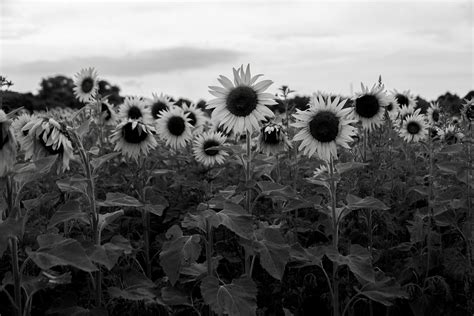 Black And White Sunflowers Digital Download Only Jpeg Etsy