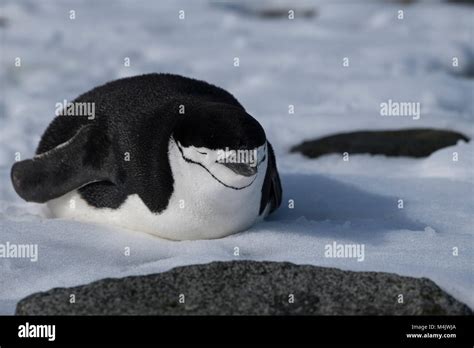 Antarctica South Shetland Islands Half Moon Bay At Half Moon Island