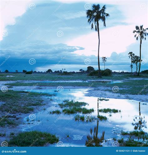 Sunrise Stock Image Image Of Sunrise Tanzania Grass 50421131