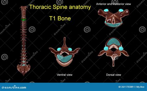 Thoracic Spine T 1 Bone Anatomy For Medical Concept 3d Illustration
