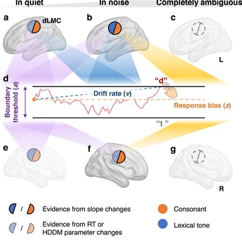Pdf Bilateral Human Laryngeal Motor Cortex In Perceptual Decision Of Lexical Tone And Voicing