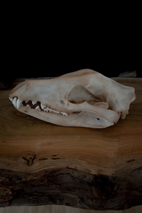 Tasmanian Tiger Skull Replica Thylacine Museum Quality Free World