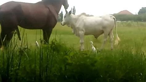 Horse And Cow Mating Never Seen Anything Like That Смотреть онлайн в