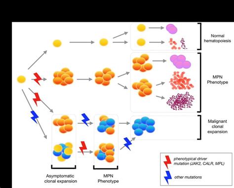 From Hematopoietic Stem Cell Hsc To Clonal Evolution In This Figure