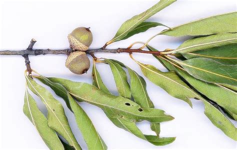 Quercus Phellos Willow Oak North Carolina Extension Gardener Plant