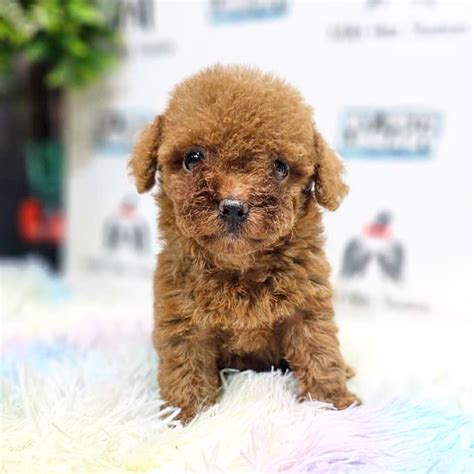 Poodle Tiny