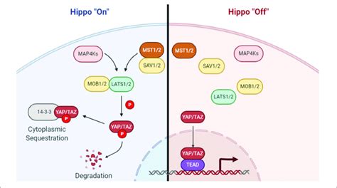 Canonical Hippo Signaling When Hippo Signaling Is Activated Map4