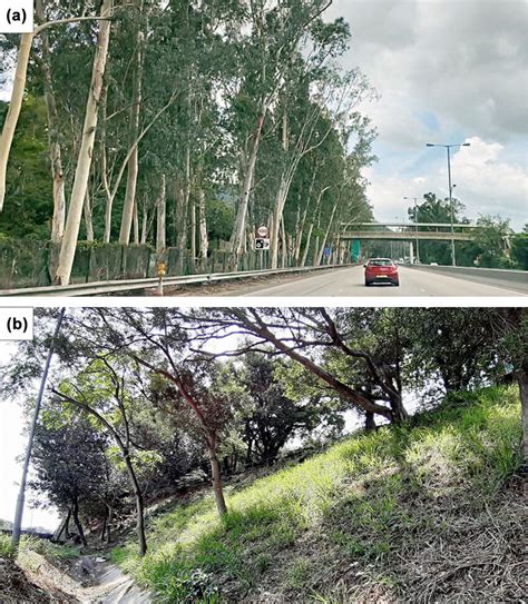 Photographs Showing An Example Of The A Verges And B Slopes Selected In Download Scientific