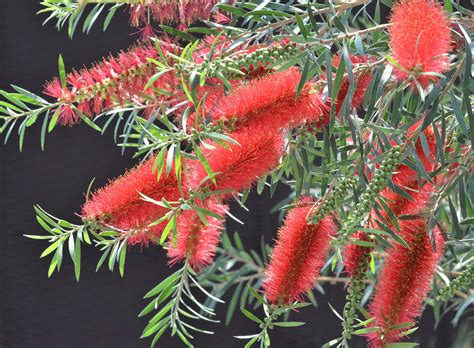 Bottlebrush Callistemon ‘kings Park Special Native Plant Project