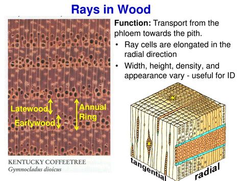 Ppt Tree Growth And Wood Formation Powerpoint Presentation Free