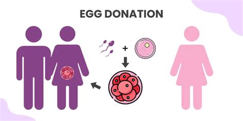 Egg Donation In Iran Cost Best Packages Safemedtour