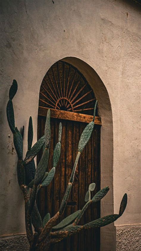 Pin By Montage Madness On Cactus Succulent Garden Design Cactus