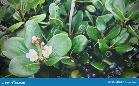 India Hawthorn Close Up View Stock Image Image Of Purple India