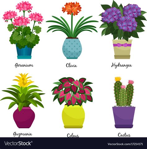 Indoor Garden Plants And Flowers Royalty Free Vector Image