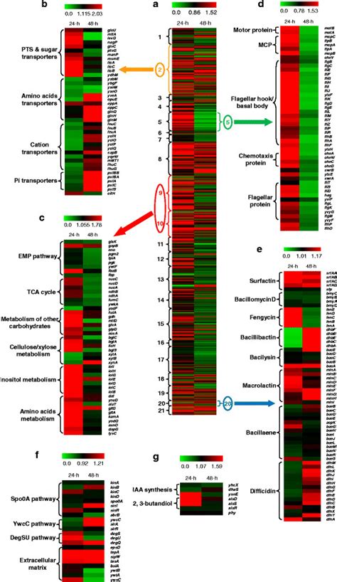 Gene Expression Profiles For All Significant Genes A And Several