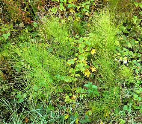 Hortus Italicus Equisetum Arvense L 1753