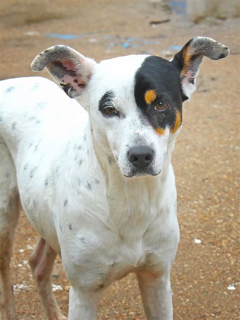 Ramona Tierschutz Pur