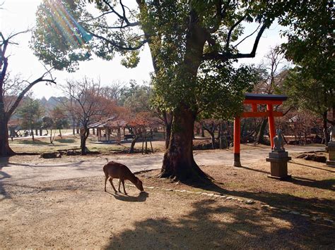 Insert Aesthetic On Tumblr