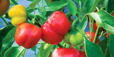 Pimento Pepper Guide Heat Flavor Uses