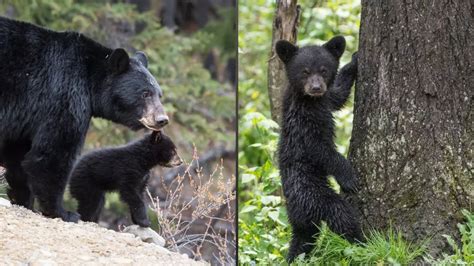 Mama Bear And Cubs Put Down After Human Interaction In The Adks