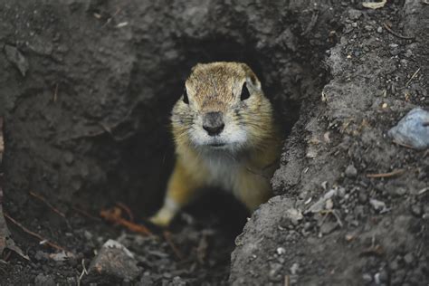6 Signs Of A Gopher Infestation And What To Do Next Facility Pest Control