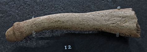 The Phallus In Stone Age Art