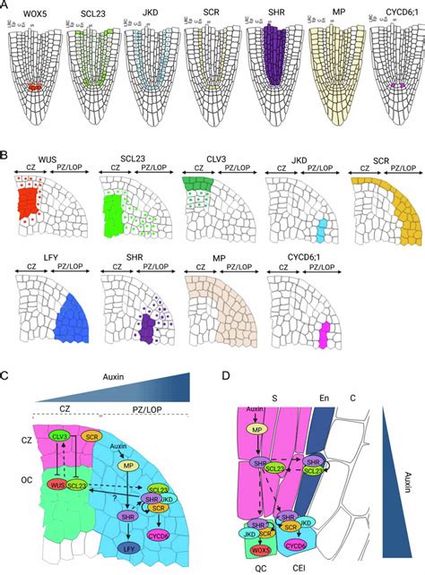 Proposed Model For Shr Scr Scl23 Jkd Regulatory Network Function In The