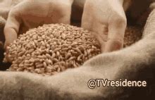 Wheat S Tenor