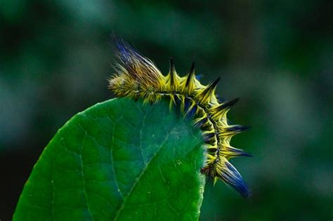 Worm Leaf Nature Free Photo On Pixabay Pixabay