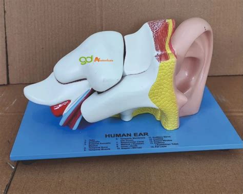 ear anatomgd anatomicals highly detailed human ear model y model