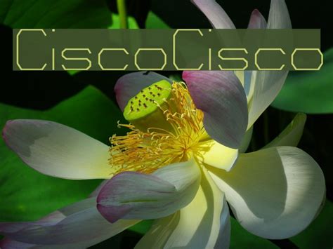 Ciscocisco Font Ffonts Net