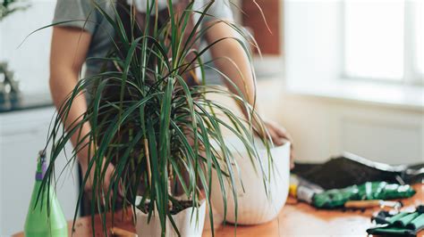 Dracaena Care And Growing Guide How To Grow A Dragon Tree Gardeningetc
